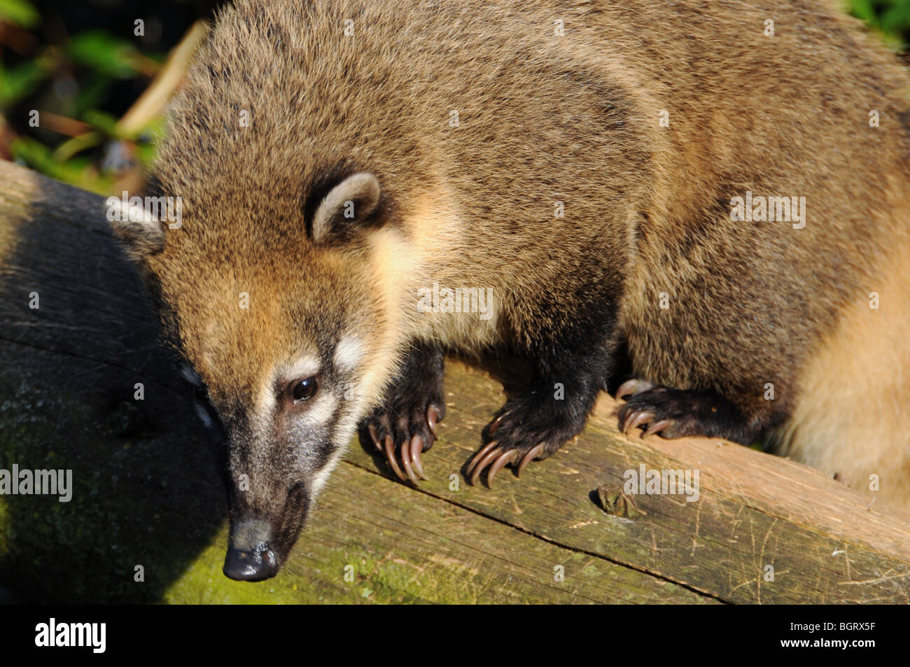 Ring tailed coati hi-res stock photography and images - Alamy