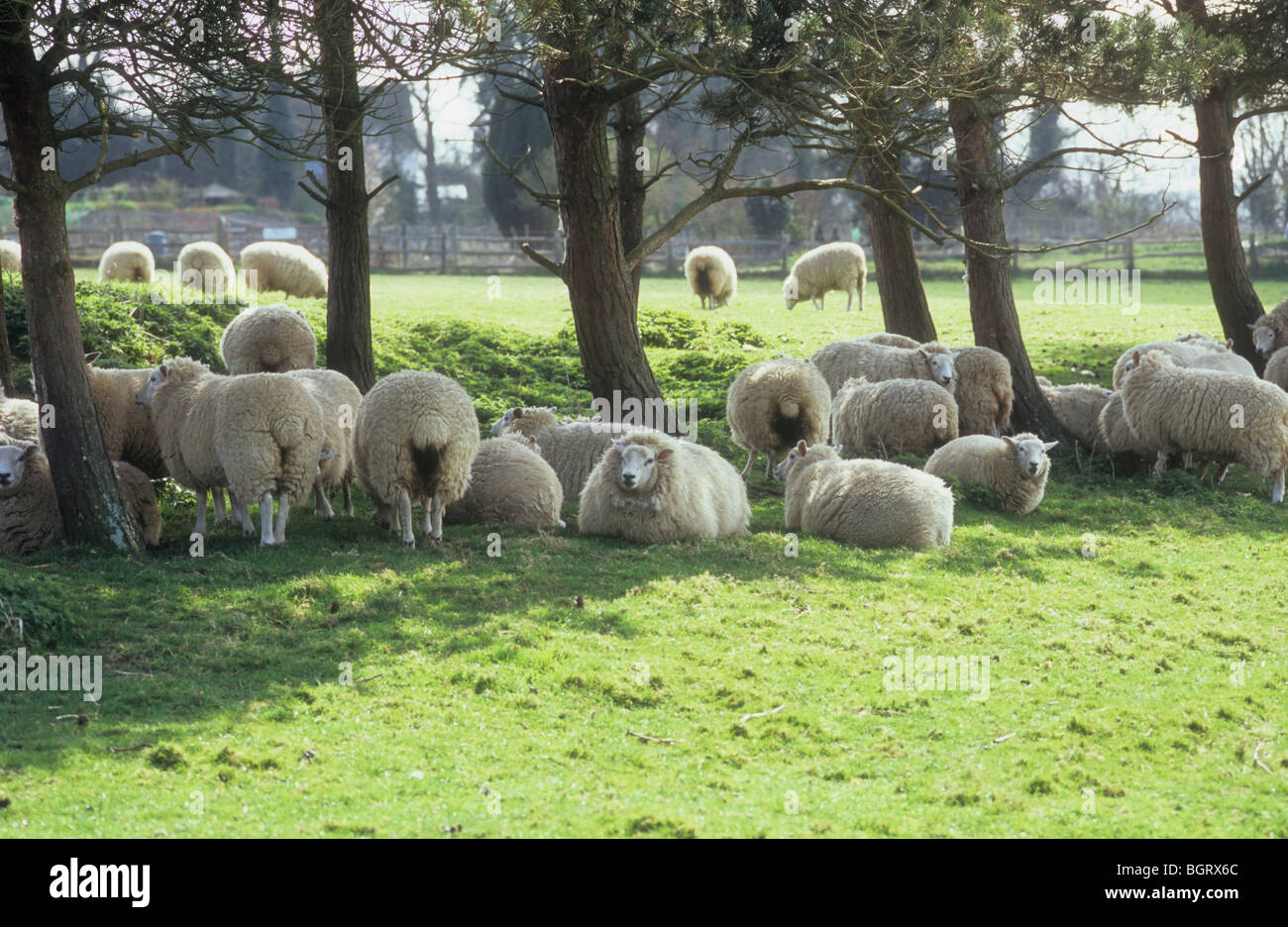 Sheep huddle hi-res stock photography and images - Alamy