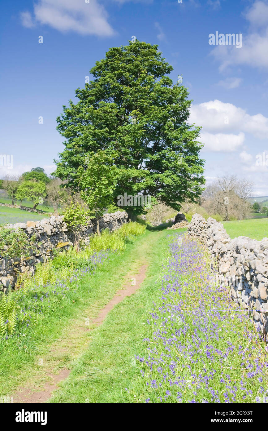 Pennine Way long distance footpath upper Teesdale Stock Photo - Alamy