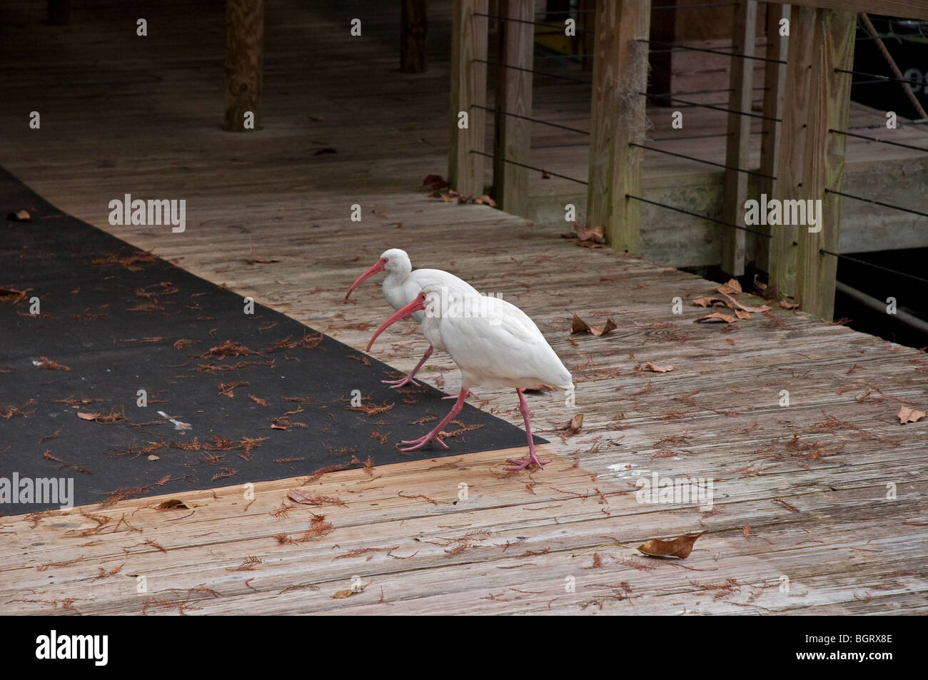 Ibis birds hi-res stock photography and images - Alamy