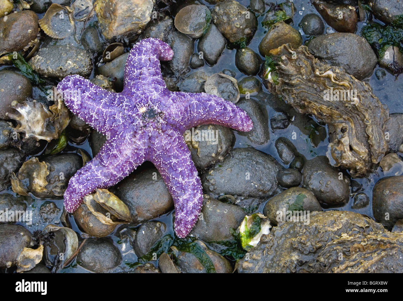 Purple star fish hi-res stock photography and images - Alamy