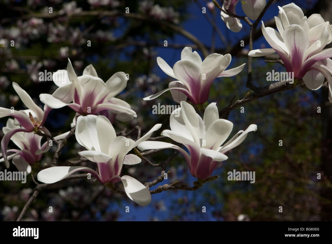 Magnolia tree magnoliaceae flowers hi-res stock photography and images ...