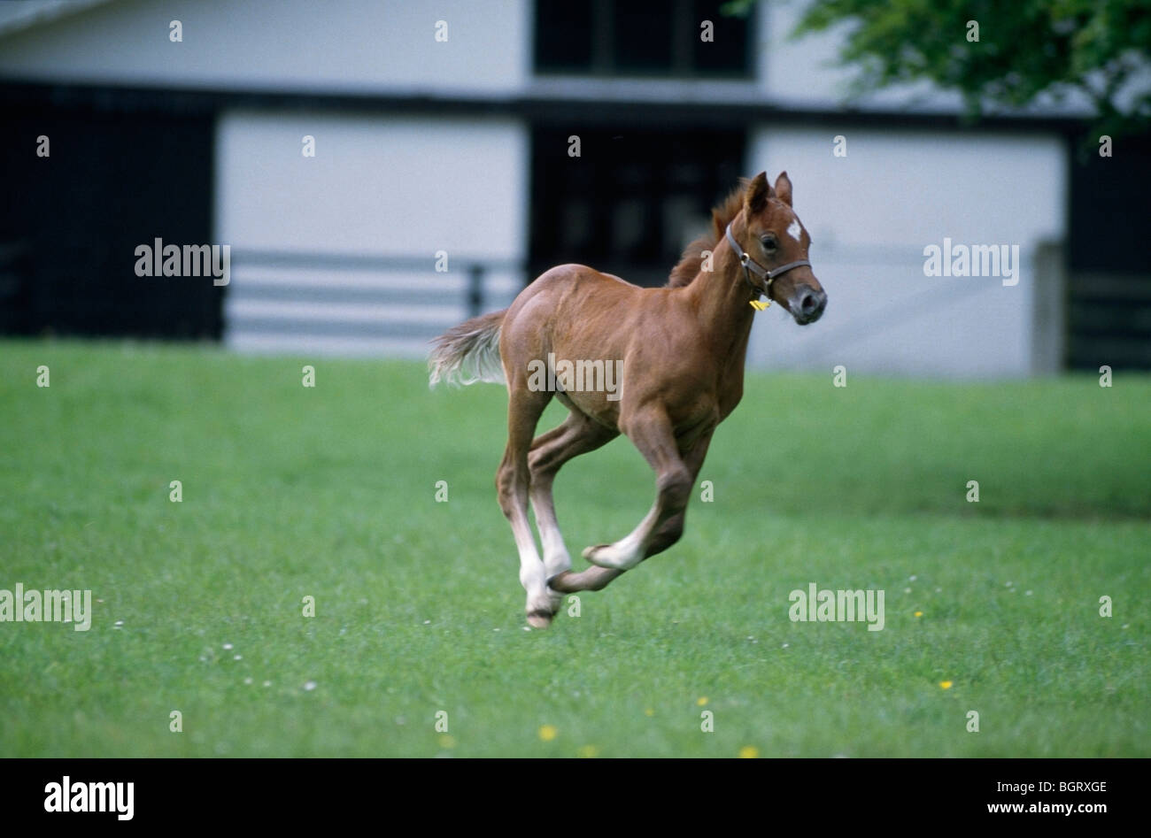 Horse sales ireland hi-res stock photography and images - Alamy