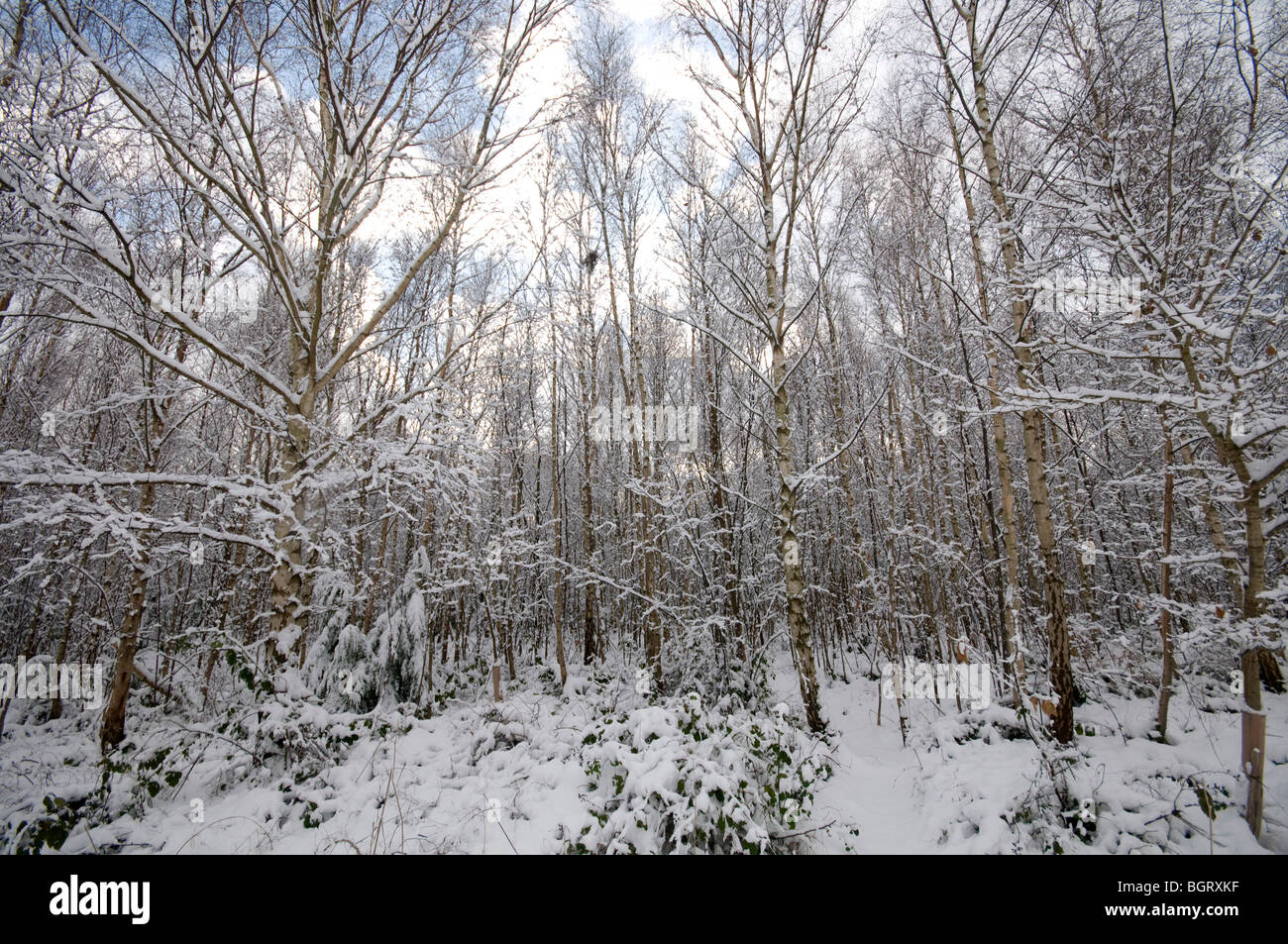 Whiteout trees england hi-res stock photography and images - Alamy