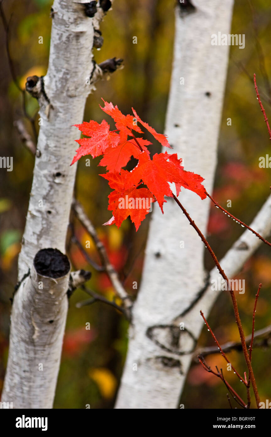 Red maple (Acer rubrum), (Acer rubra)- leaves and white birch trunks ...