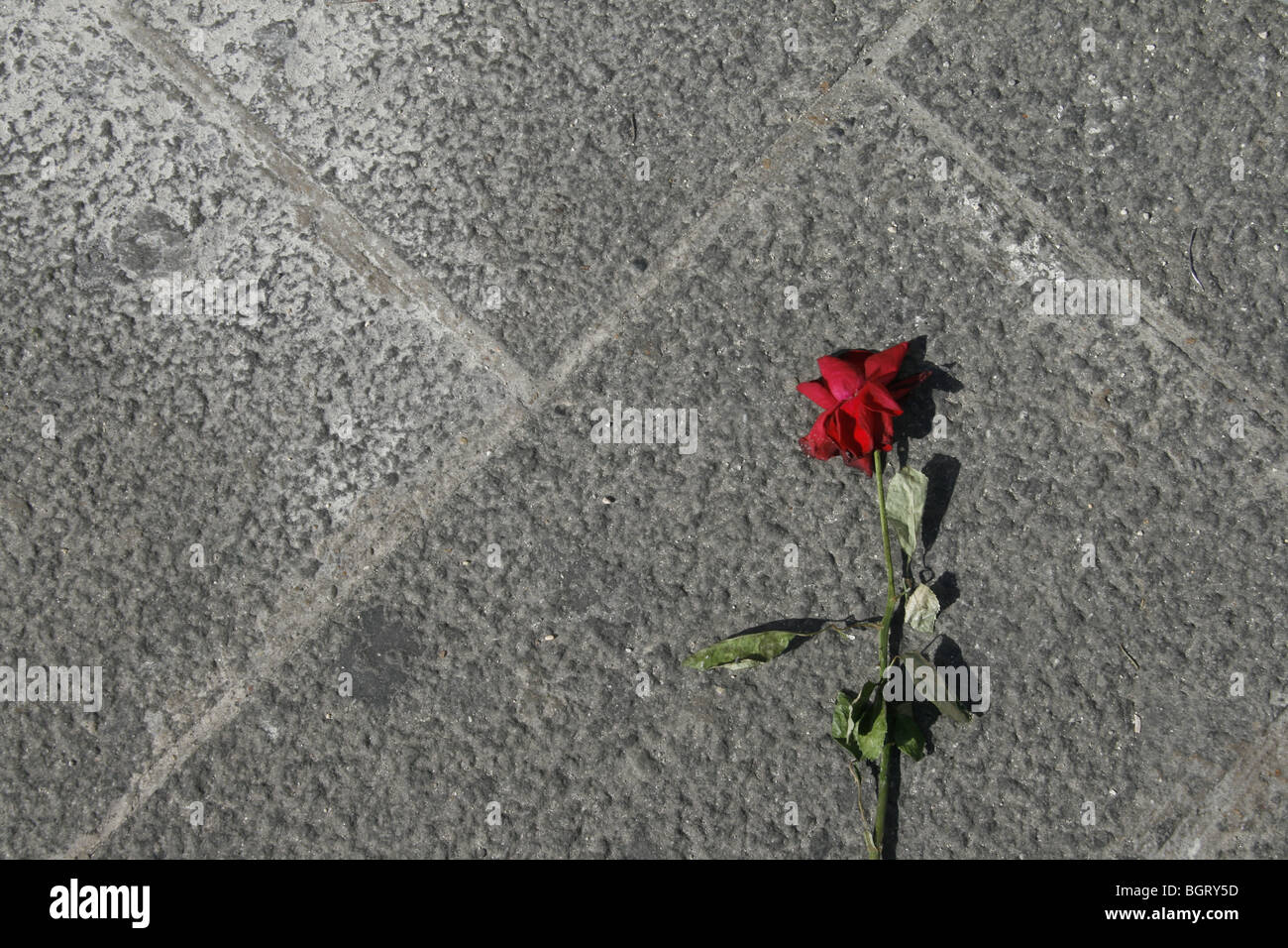 one single red rose left on street floor ground Stock Photo - Alamy