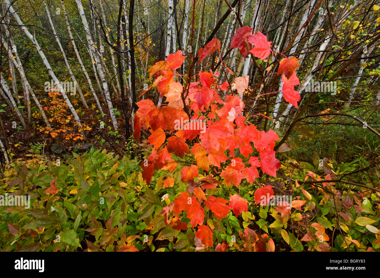 Birch sapling hi-res stock photography and images - Alamy