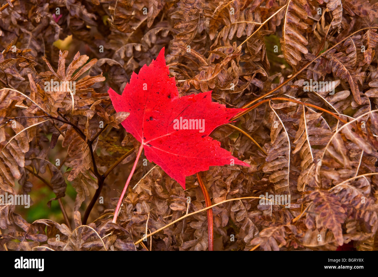 Fallen Red maple (Acer rubrum), leaf and dead bracken fern fronds ...