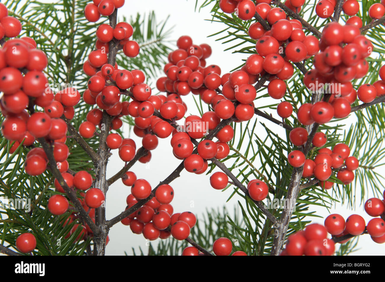 Ilex red berries Stock Photo - Alamy