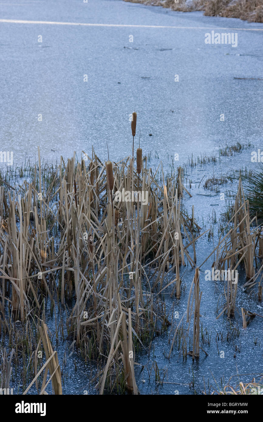 Bull rushes in hi-res stock photography and images - Alamy