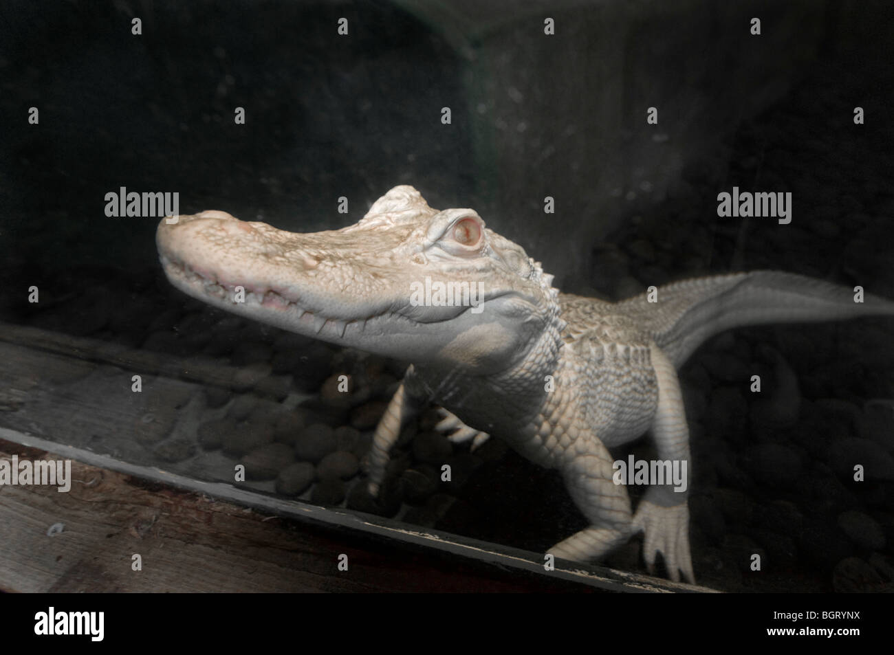 albino or white alligator at Silver Springs Florida Alligator ...