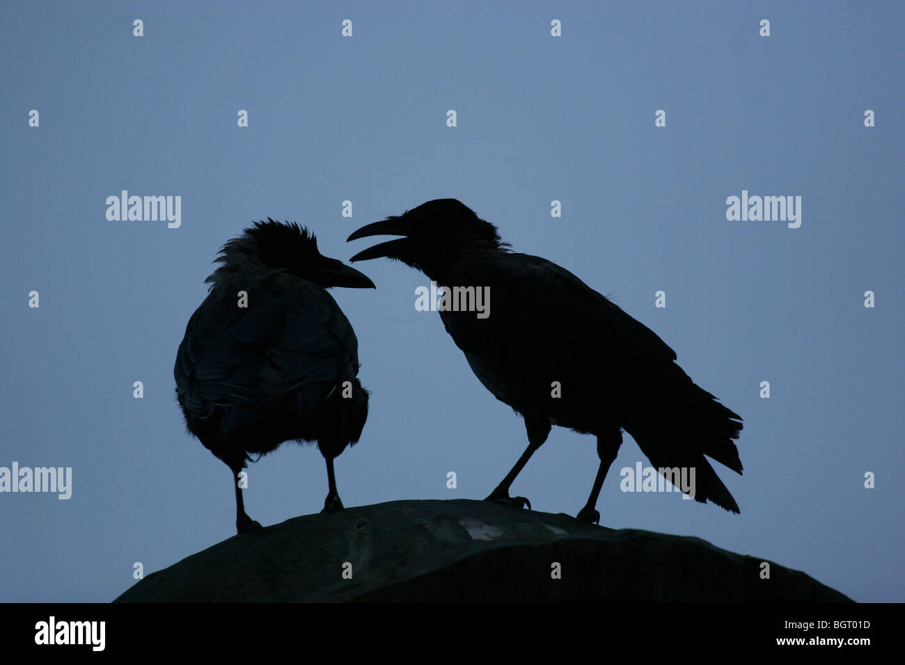 Two ravens hi-res stock photography and images - Alamy