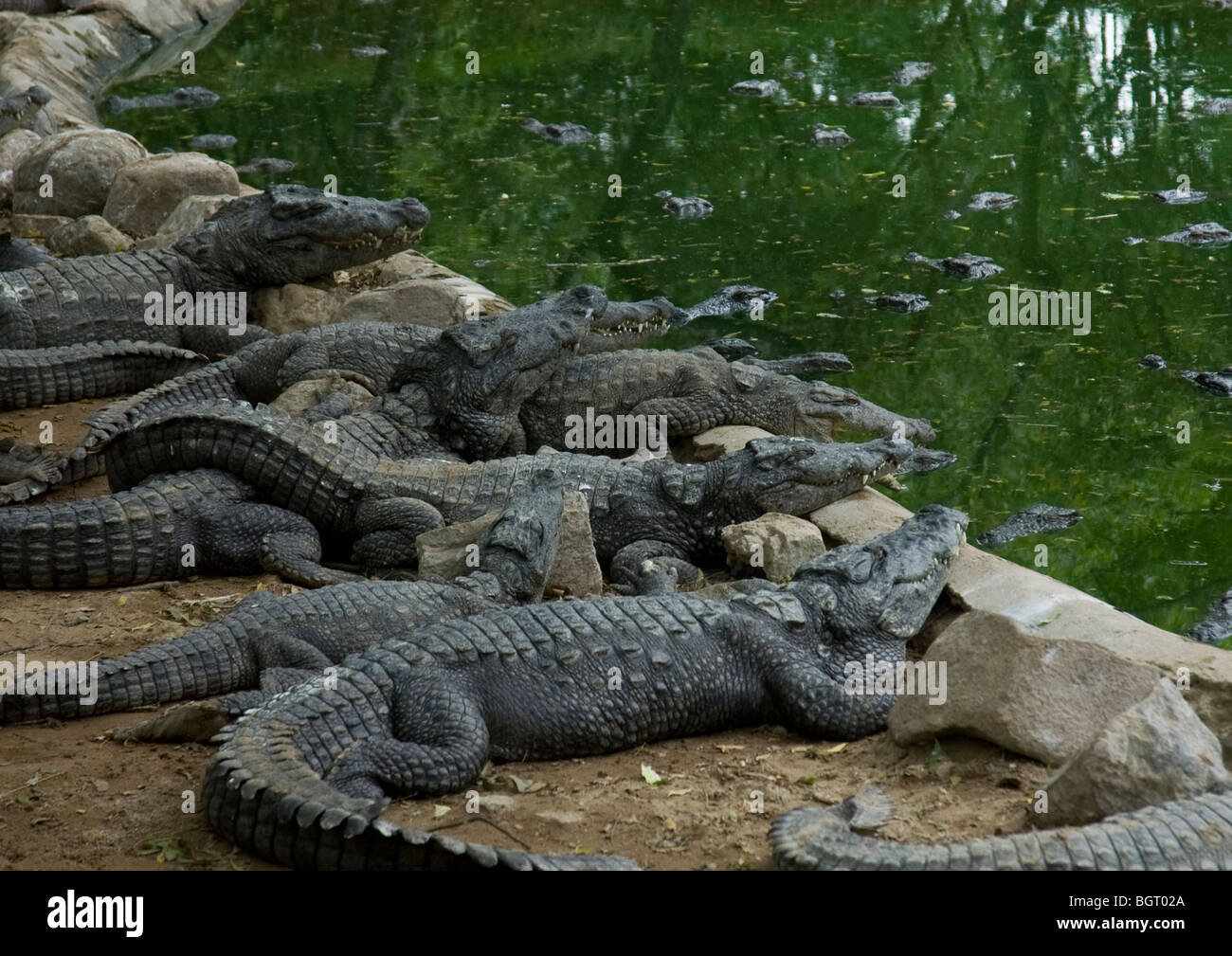 Young watchful crocodiles relaxing in sun outside their water pool ...