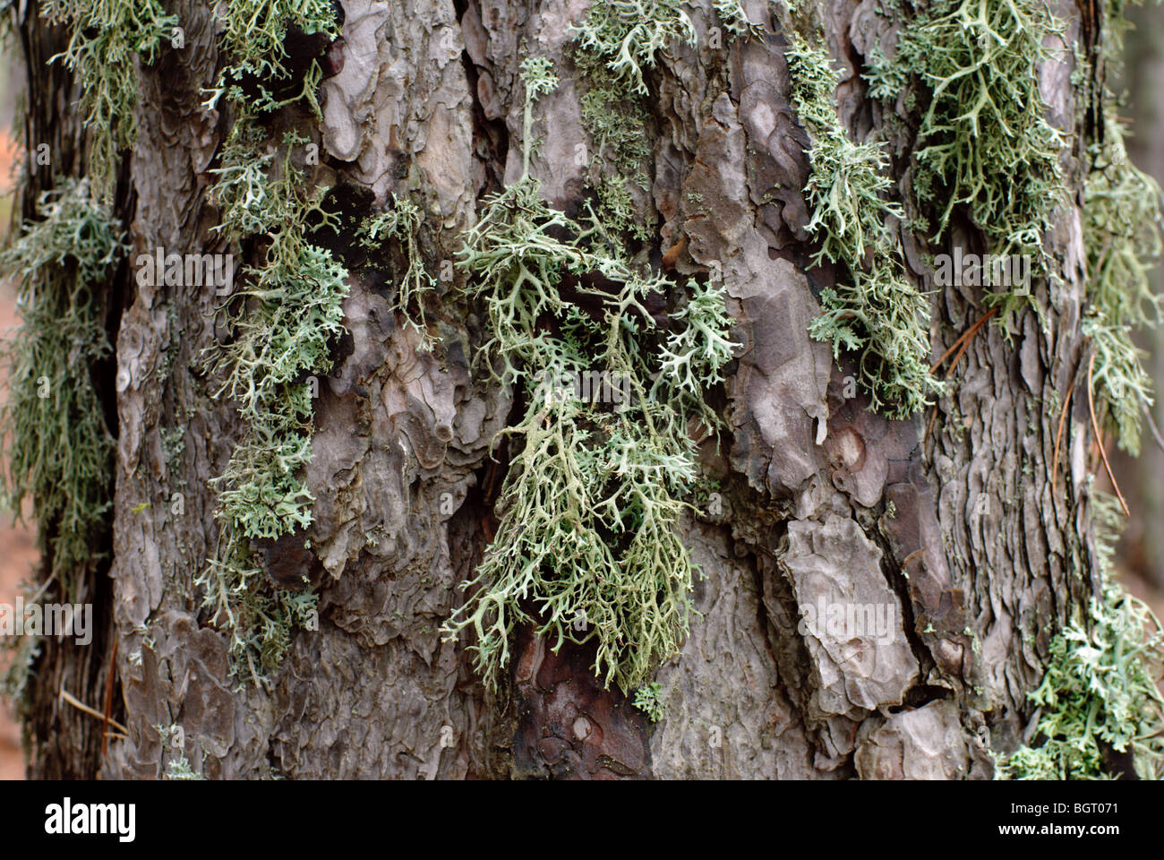 Cyprus Pine Tree High Resolution Stock Photography and Images - Alamy
