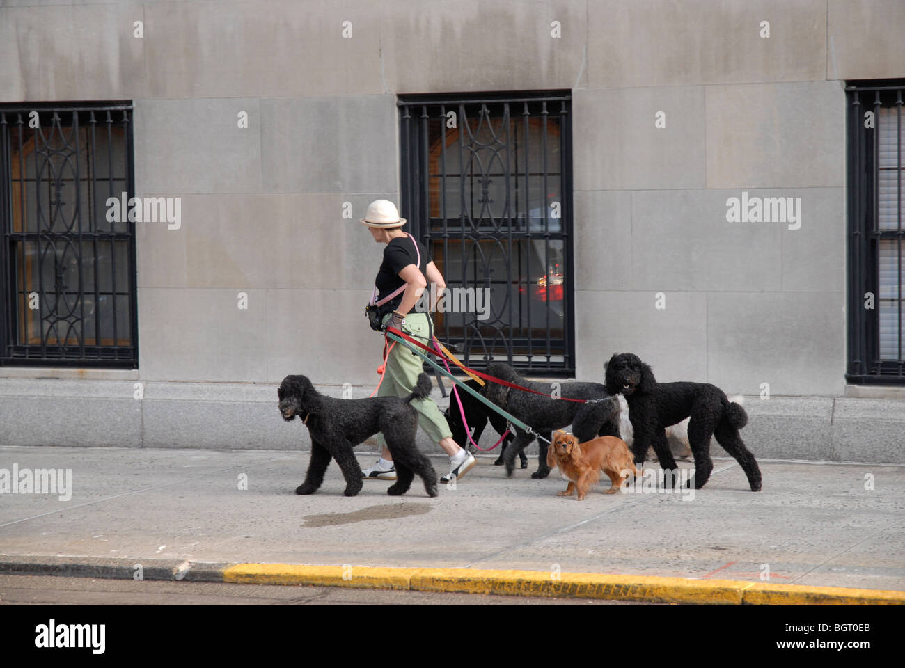 Dog walker walking five dogs Stock Photo - Alamy