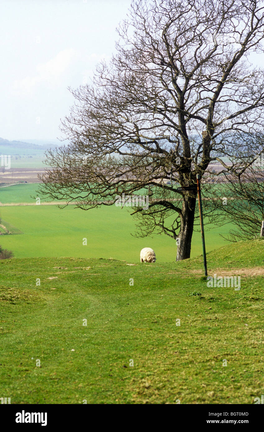 Sheep grazing under tree hi-res stock photography and images - Alamy