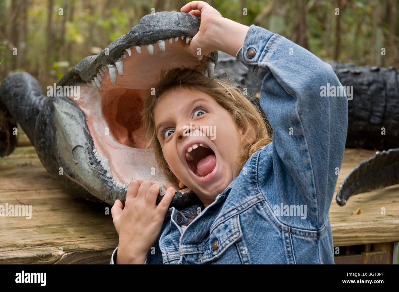 Female American Alligator High Resolution Stock Photography and Images ...