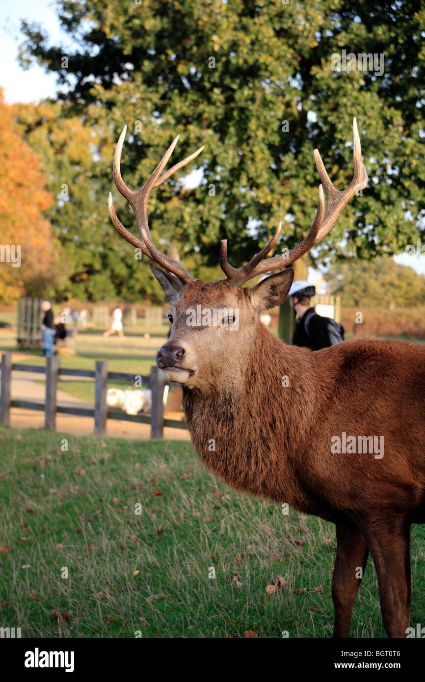 Profile of stag hi-res stock photography and images - Alamy