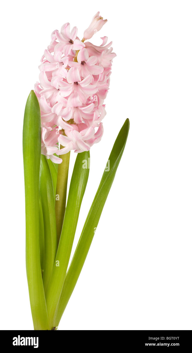 Spring holiday pink hyacinthus flowers isolated on white background ...