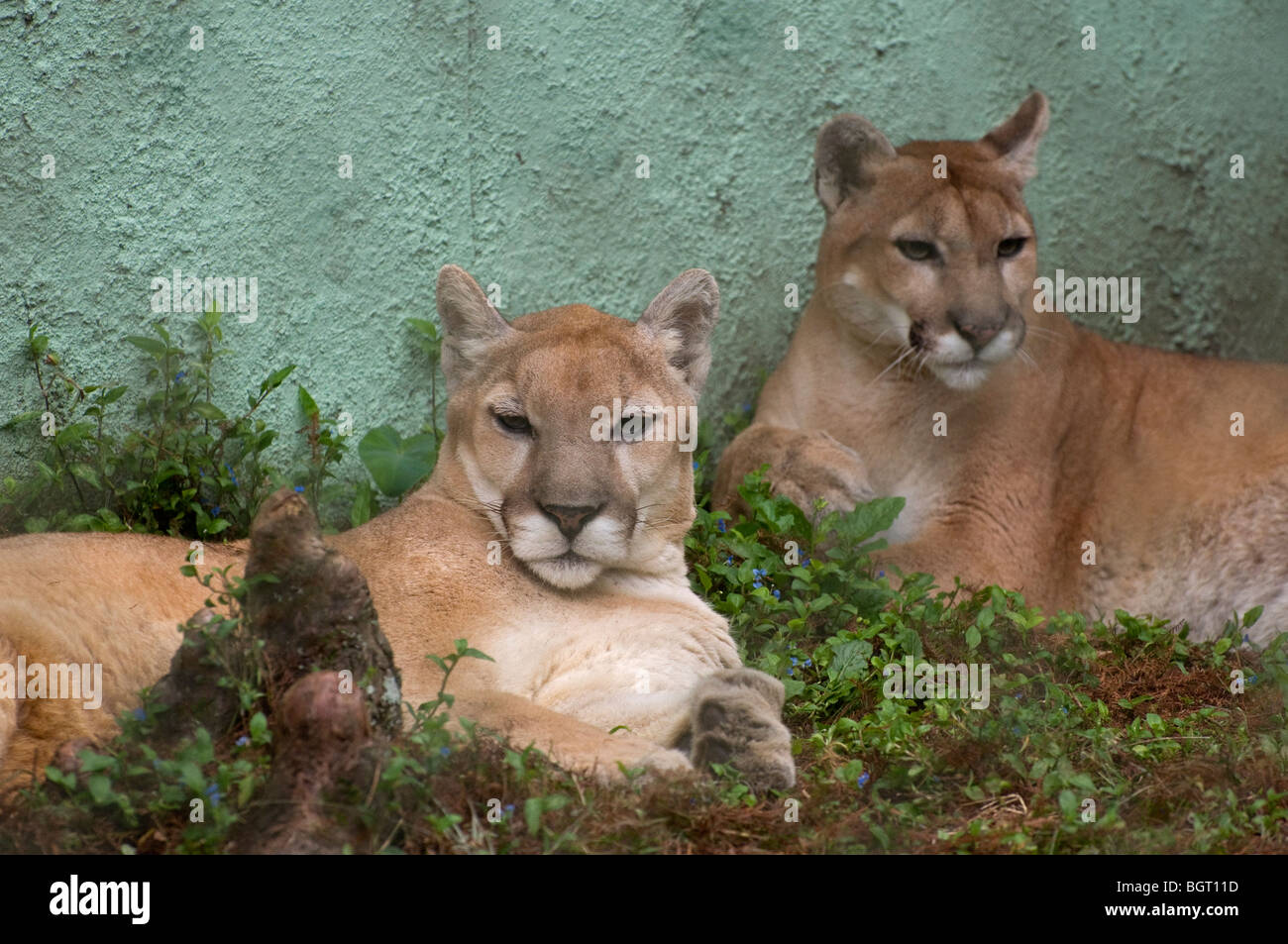 Cougar or Felis concolor at Silver Springs Florida Stock Photo - Alamy