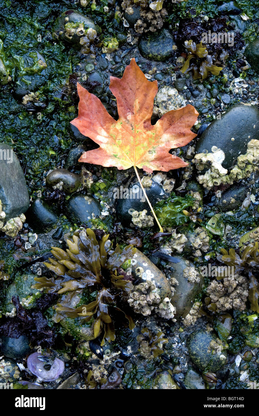 Maple leaf on the beach Stock Photo - Alamy