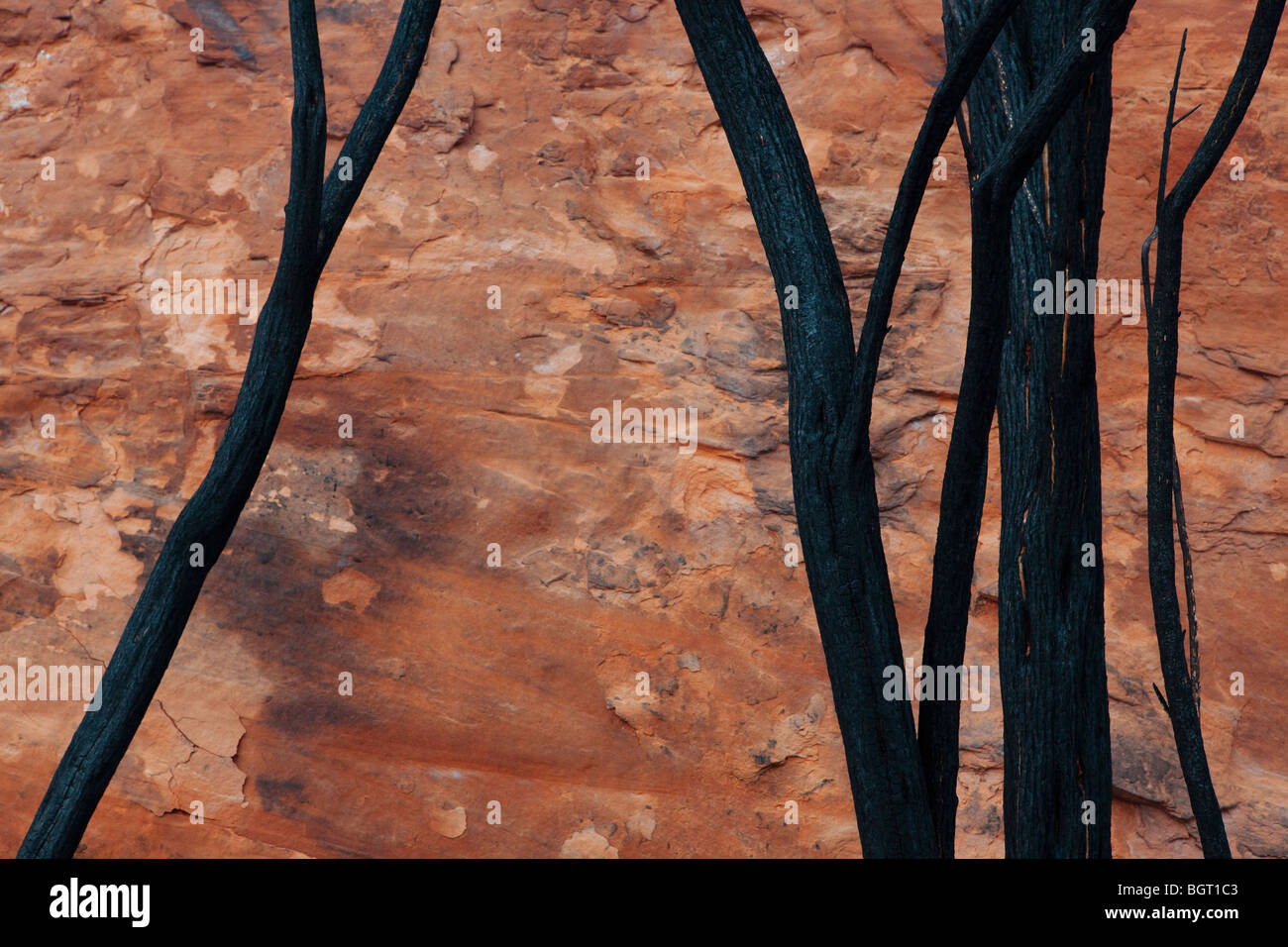 Dead Burt Trees in Snow against Red Rock, Canyonlands National Park ...