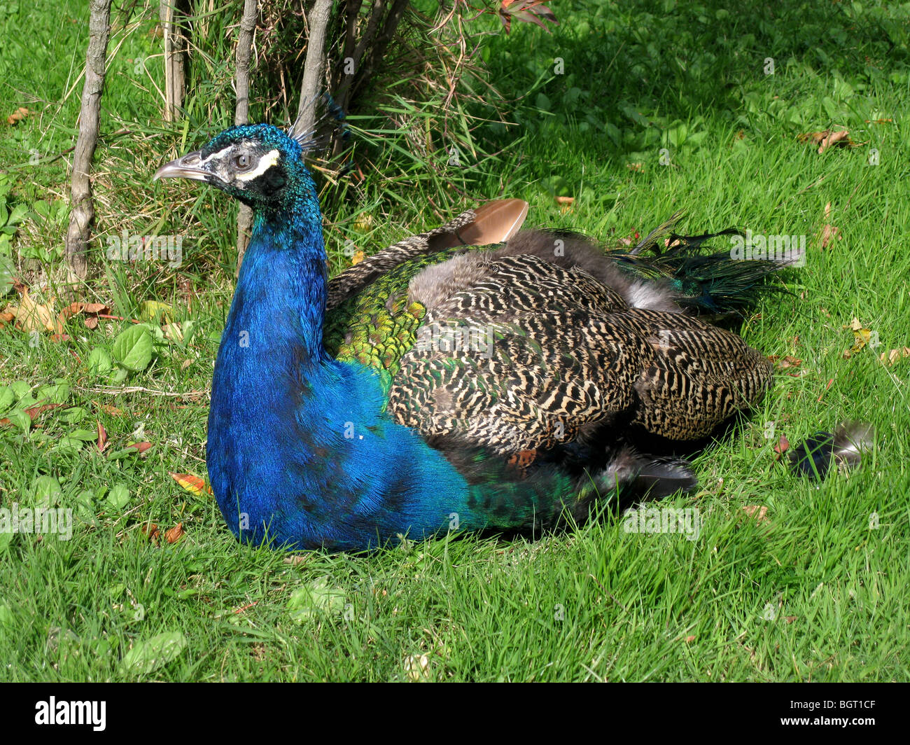 Indian blue Peacock (pavo cristatus Stock Photo - Alamy