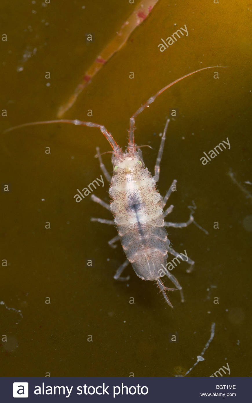 Janira Stock Photos & Janira Stock Images - Alamy