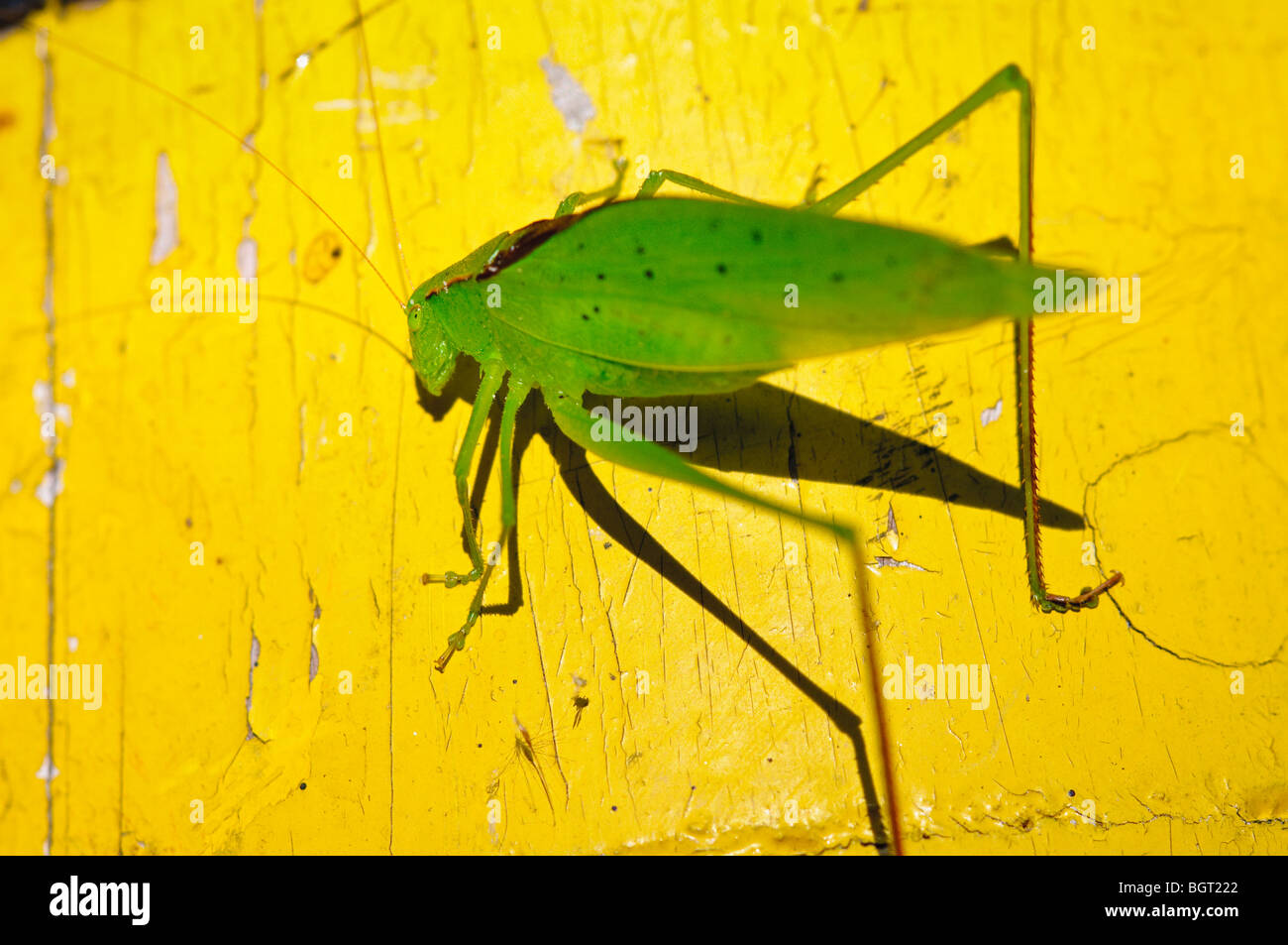 Golden grasshopper hi-res stock photography and images - Alamy