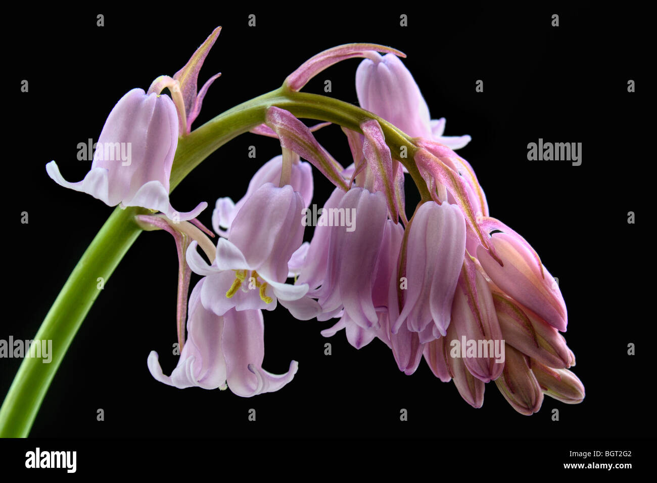 Hyacinthus non scripta hi-res stock photography and images - Alamy