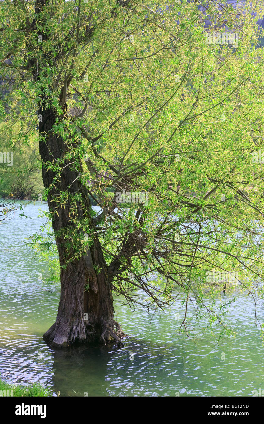 beautiful lake and spring tree in water Stock Photo - Alamy