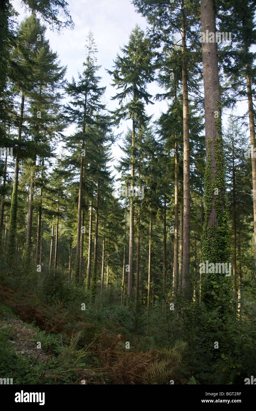 Deerpark hi-res stock photography and images - Alamy