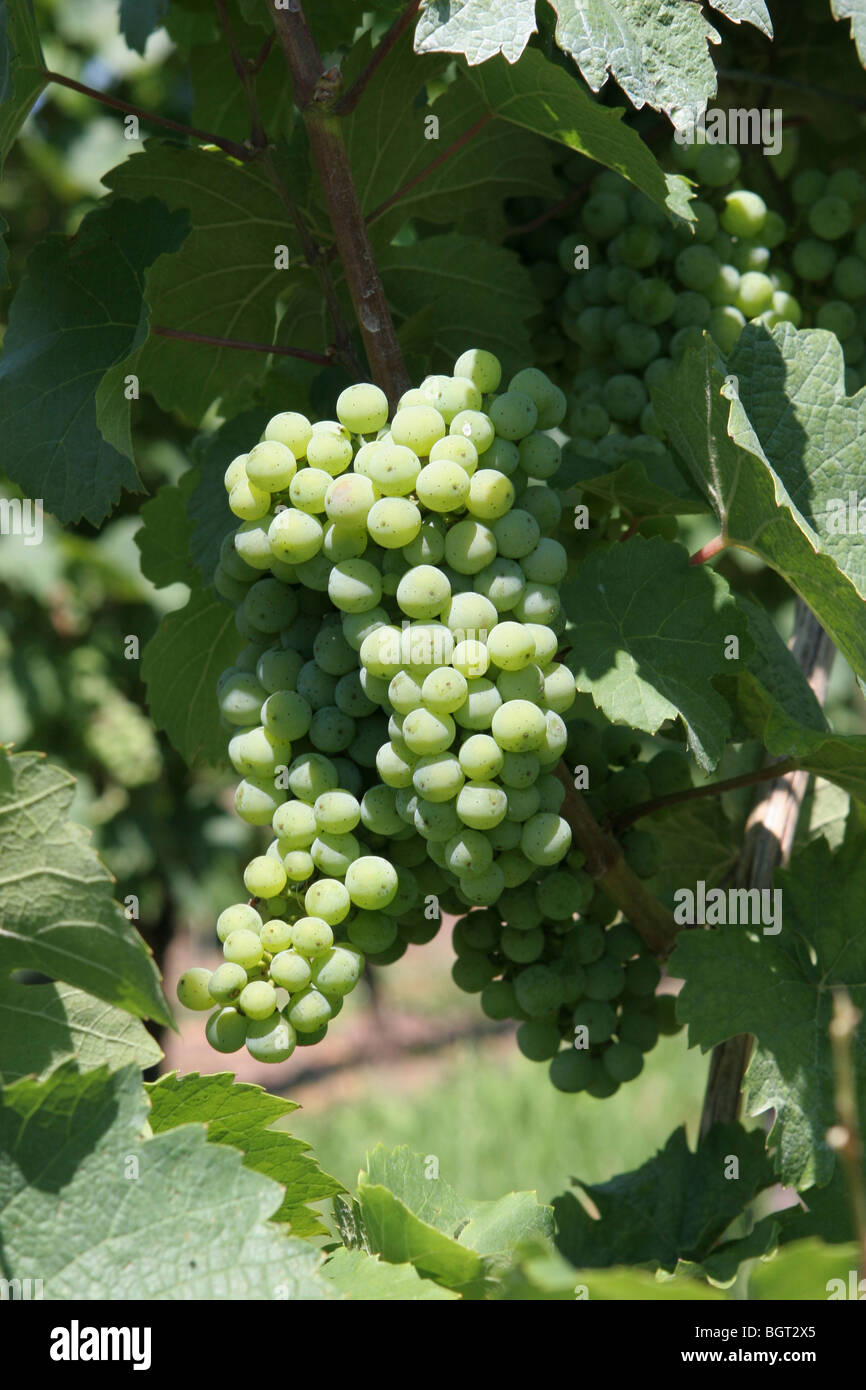 Grapevine in a vineyard Stock Photo - Alamy