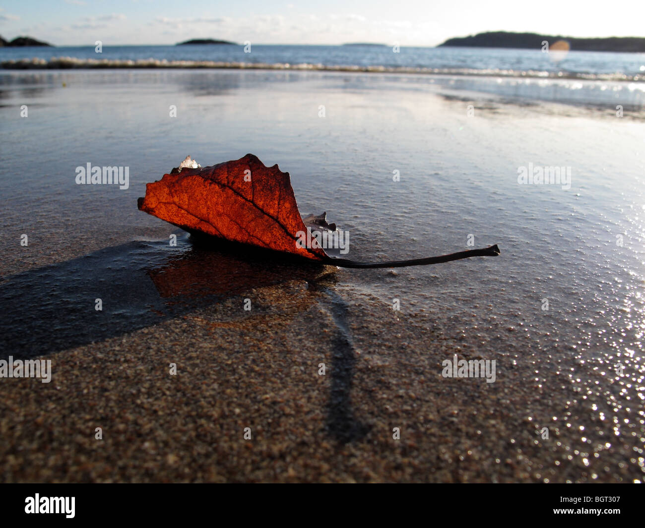 Leaf beach hi-res stock photography and images - Alamy