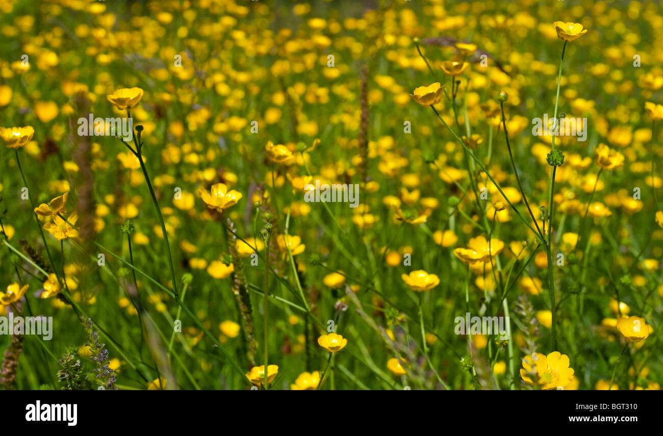 Buttercup Buttercups Yellow High Resolution Stock Photography and ...