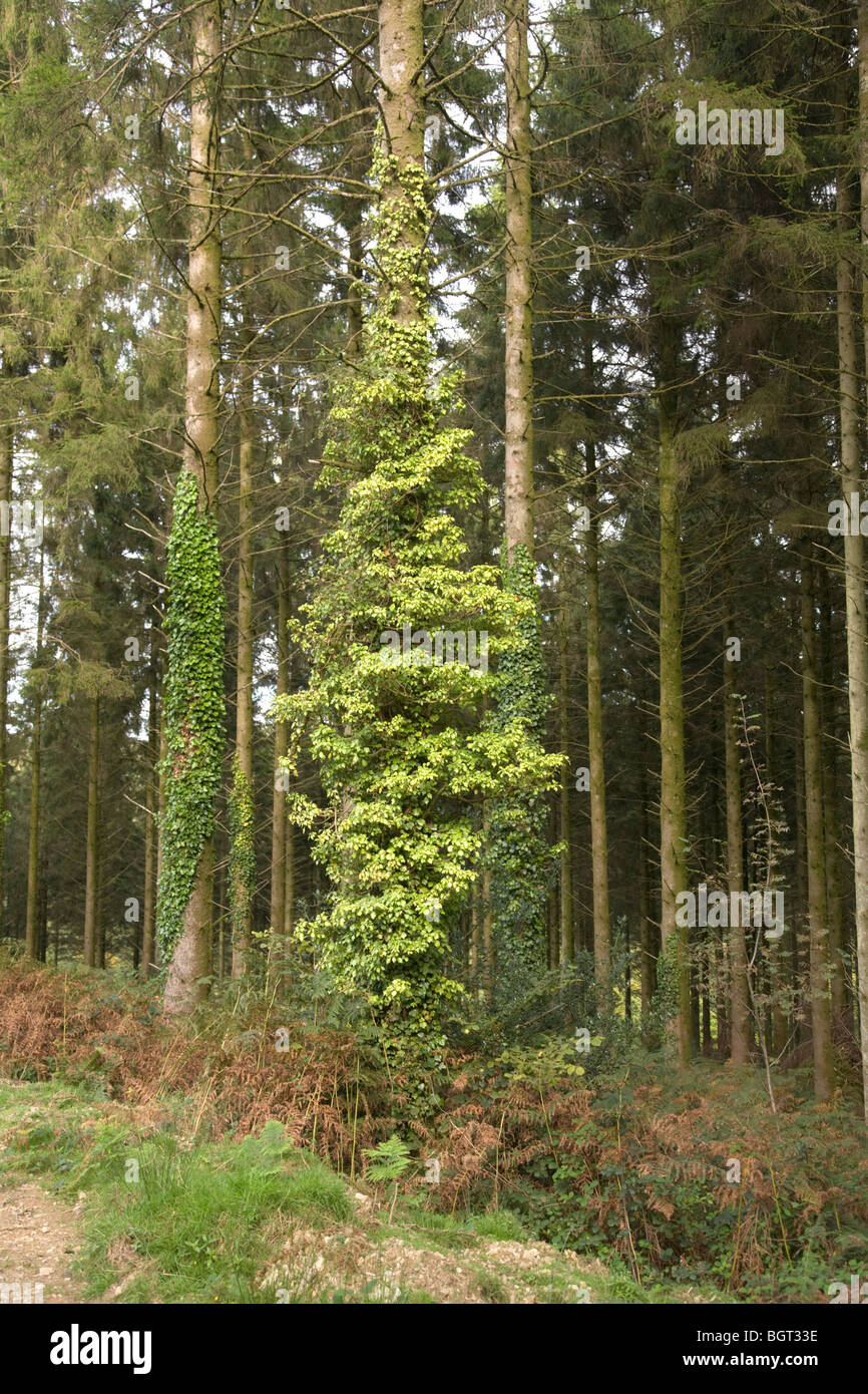 Deerpark hi-res stock photography and images - Alamy