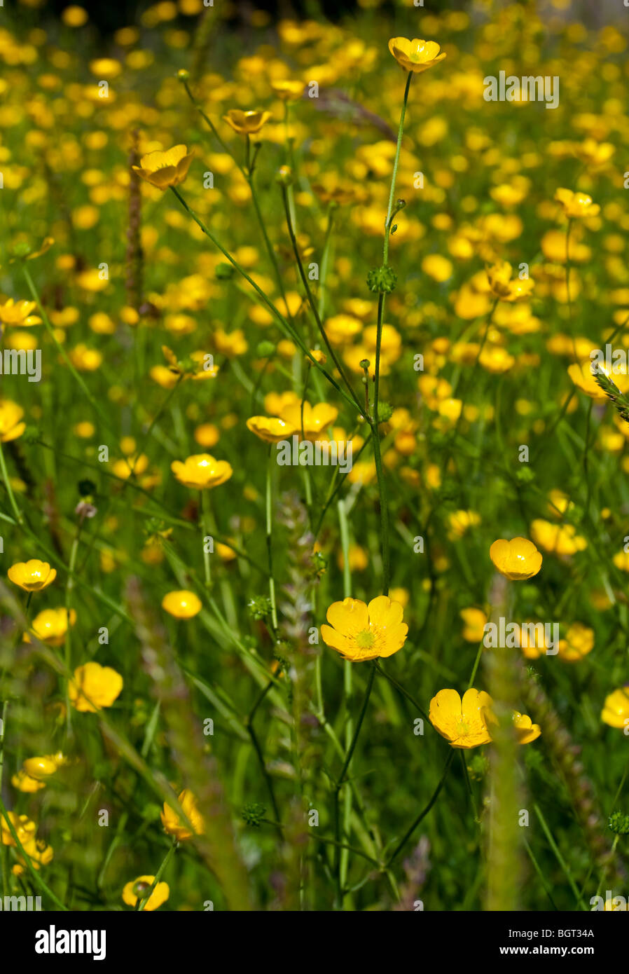 Wild flower meadow containing grass and yellow buttercups or Ranunculus ...
