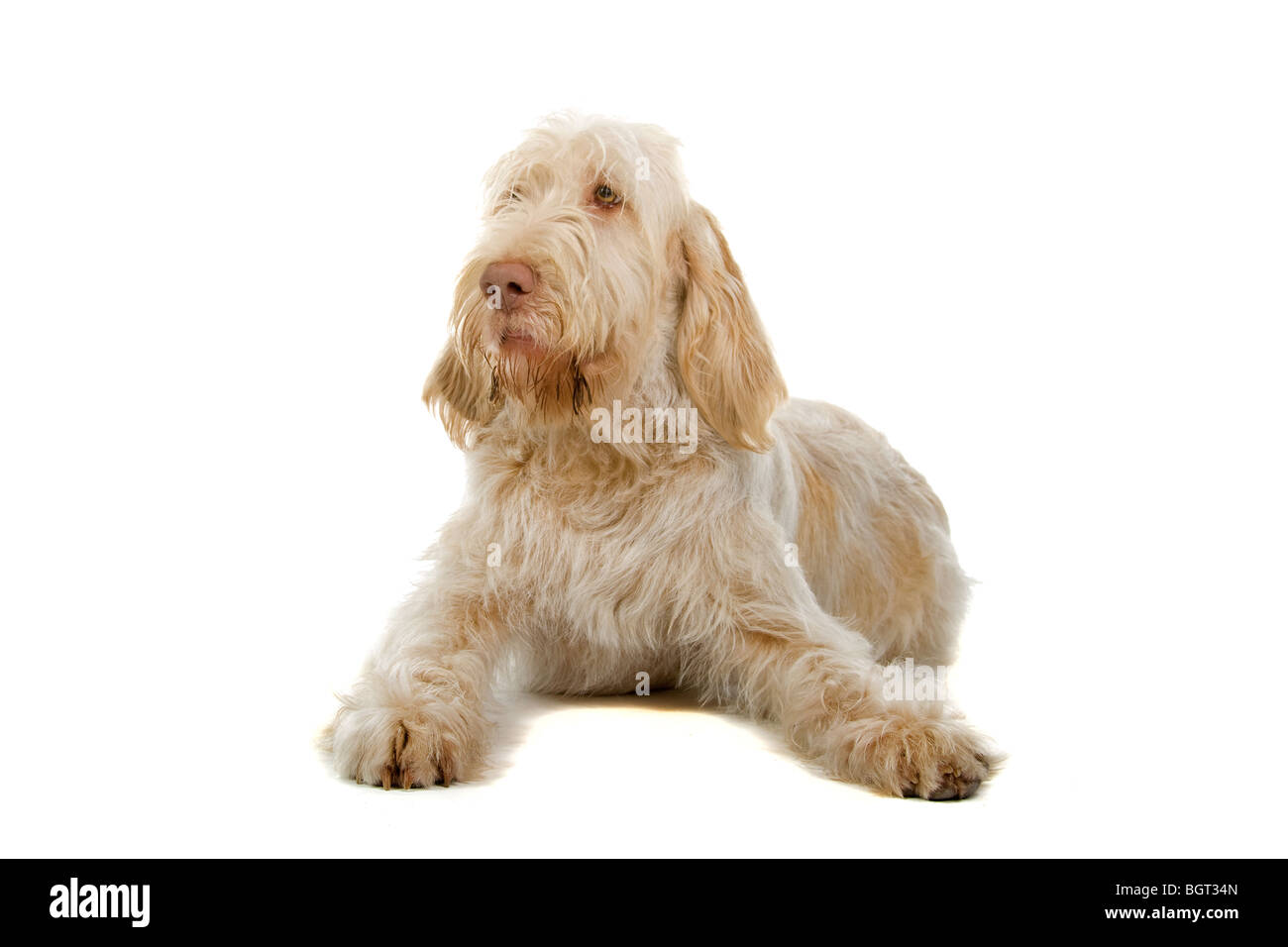 Closeup of cute Spinone Italiano dog, isolated on white background ...