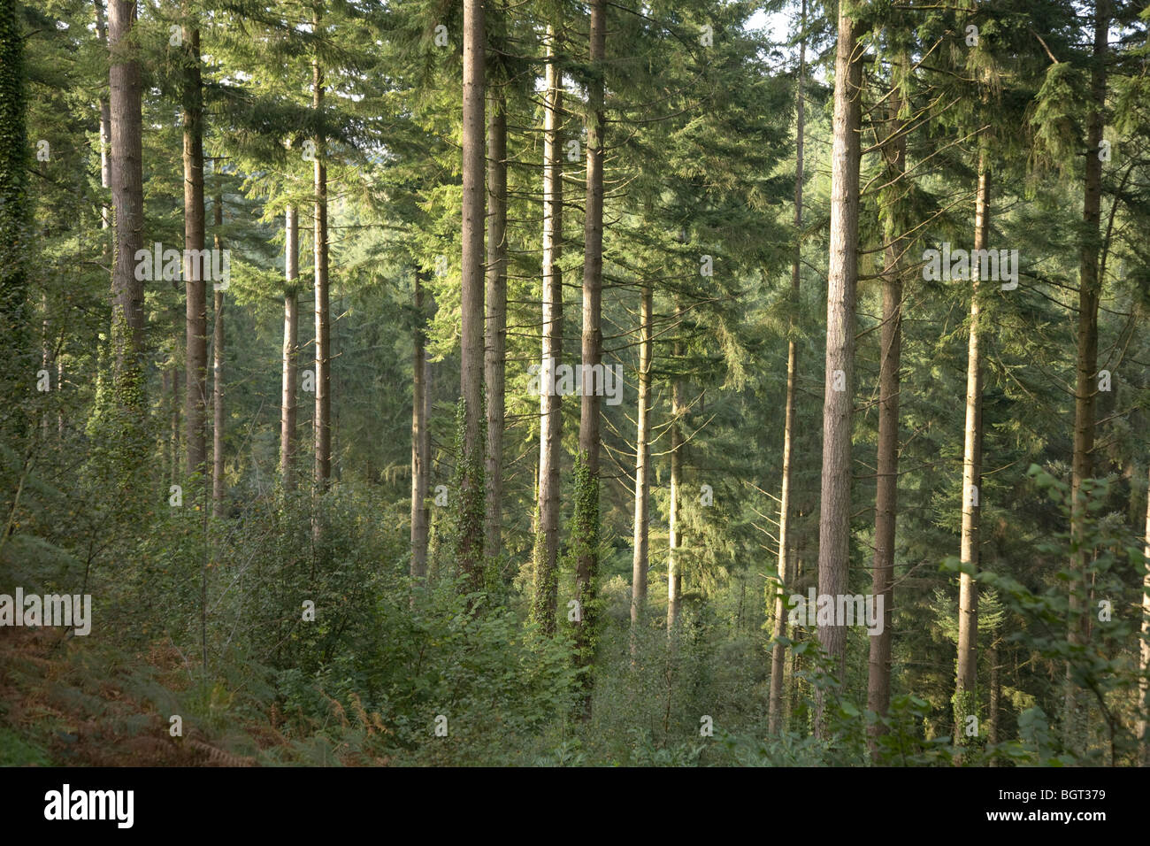 Deerpark hi-res stock photography and images - Alamy