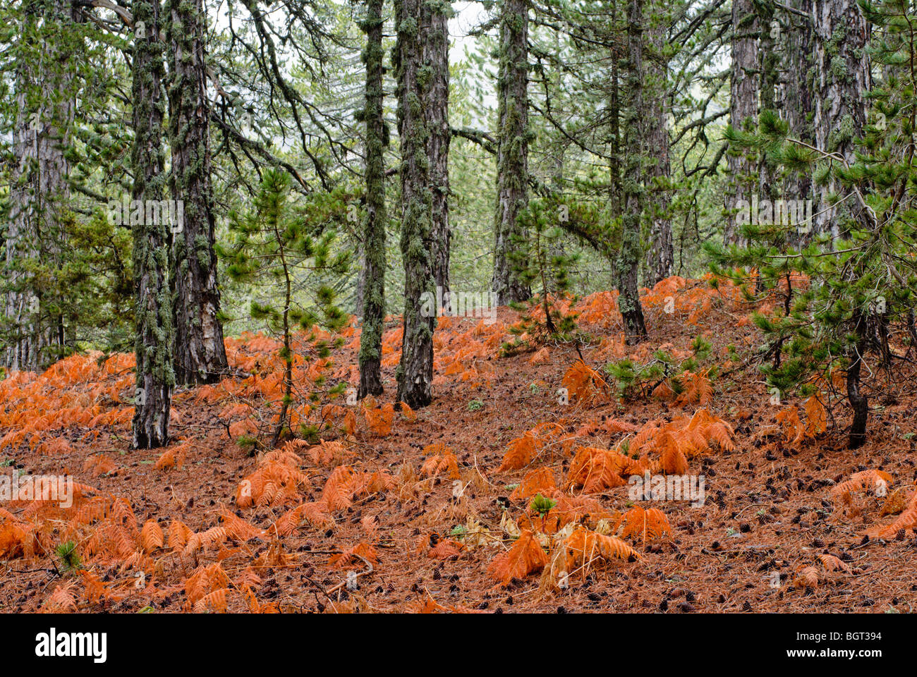 Spring in cyprus hi-res stock photography and images - Alamy