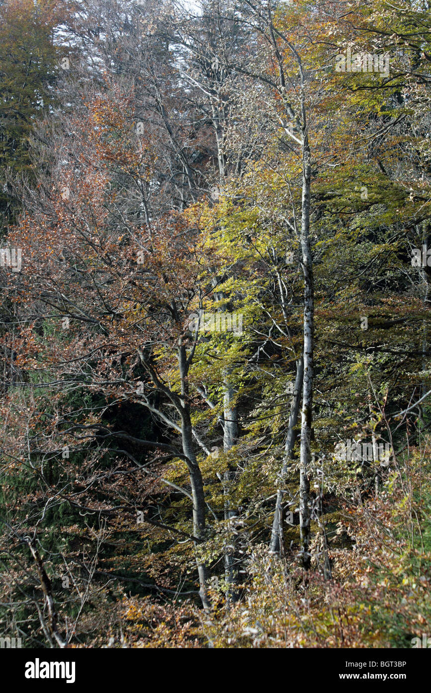 Autumn woodland on the lower slopes of The Tegelburg Hohenschwangau ...