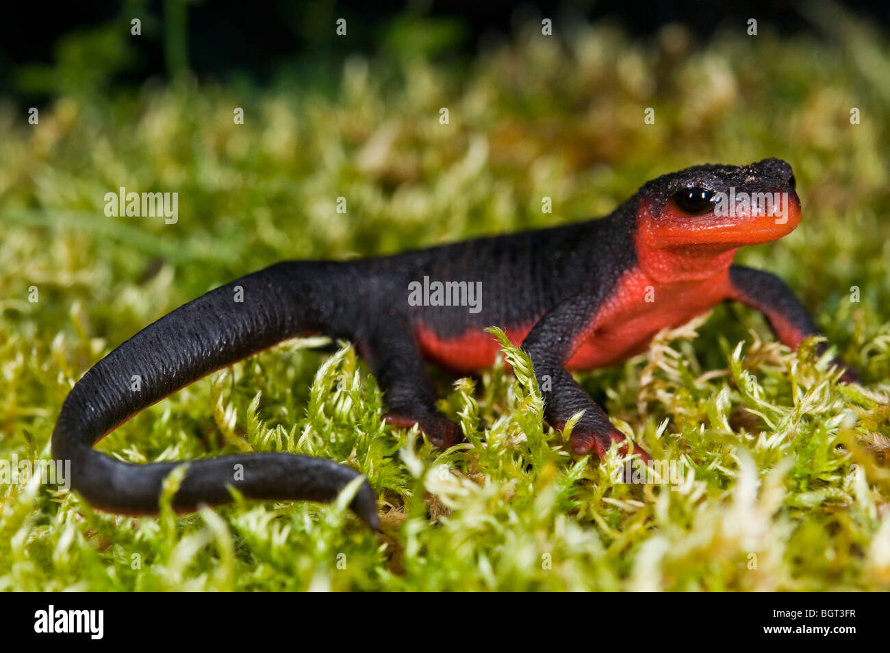Black Newt High Resolution Stock Photography and Images - Alamy