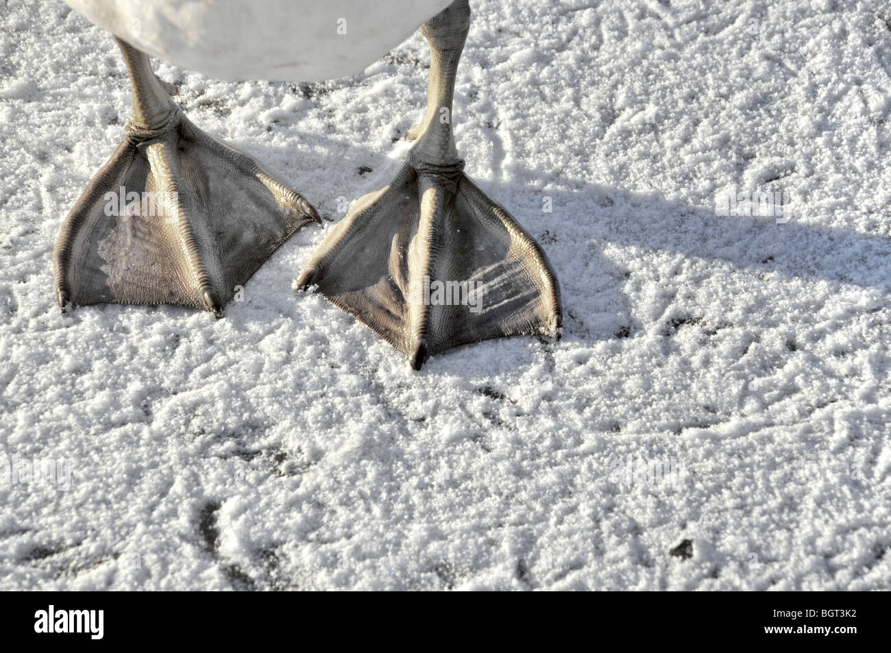 Webbed bird feet hi-res stock photography and images - Alamy