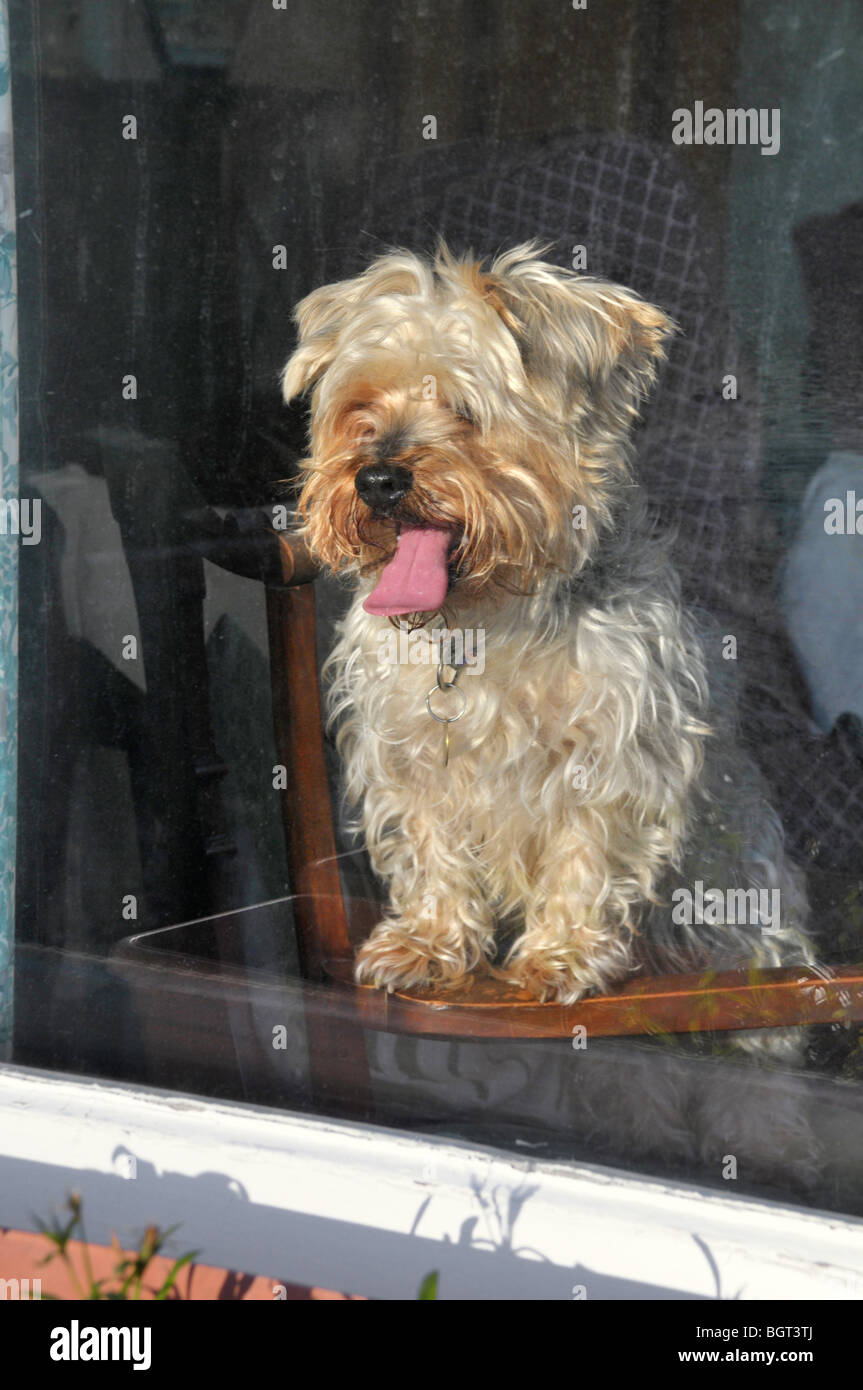 a Yorkshire terrier staring out of a lounge window Stock Photo - Alamy