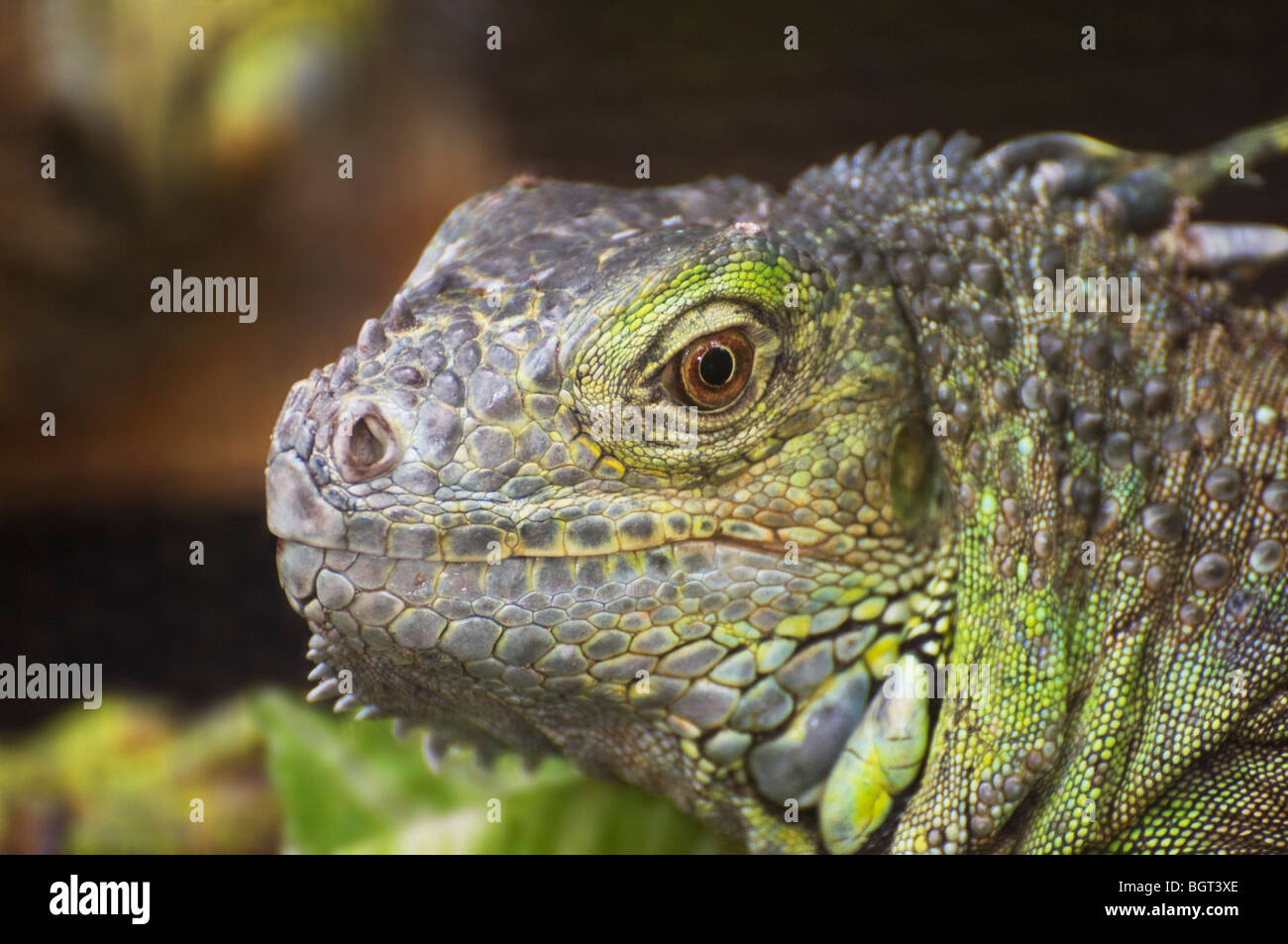 Iguana face hi-res stock photography and images - Alamy