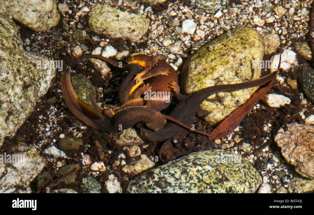 Newts Of The World High Resolution Stock Photography and Images - Alamy