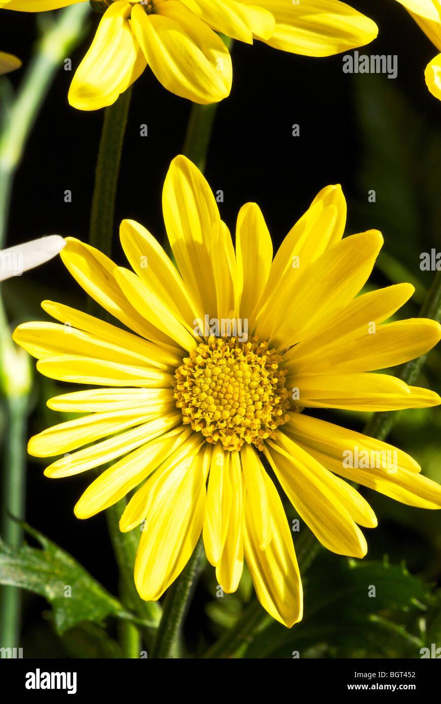 closeup of a single daisy Stock Photo - Alamy
