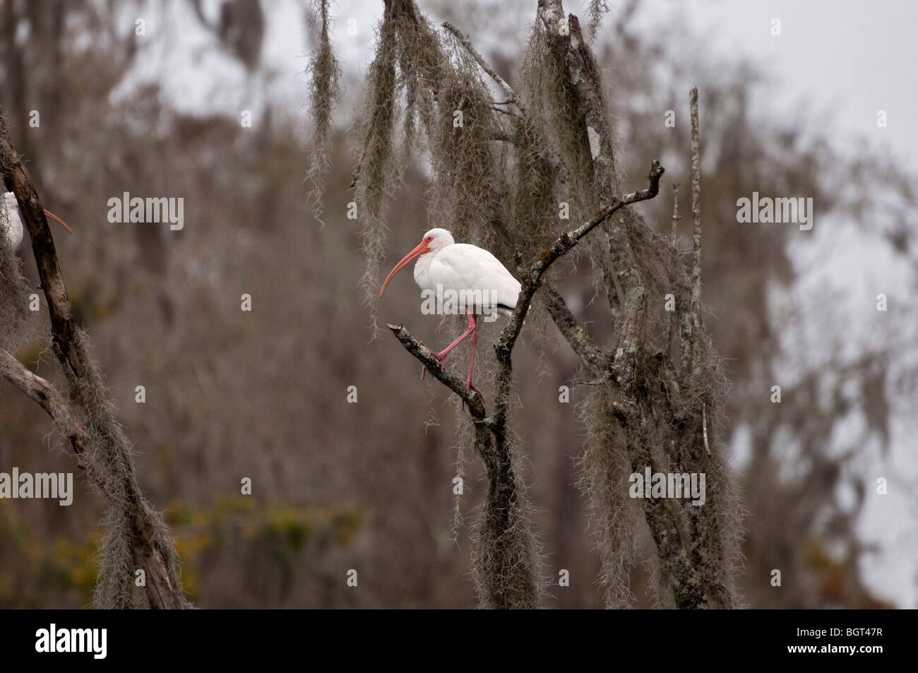 white ibis stands on tree branch at Silver Springs Florida Stock Photo ...