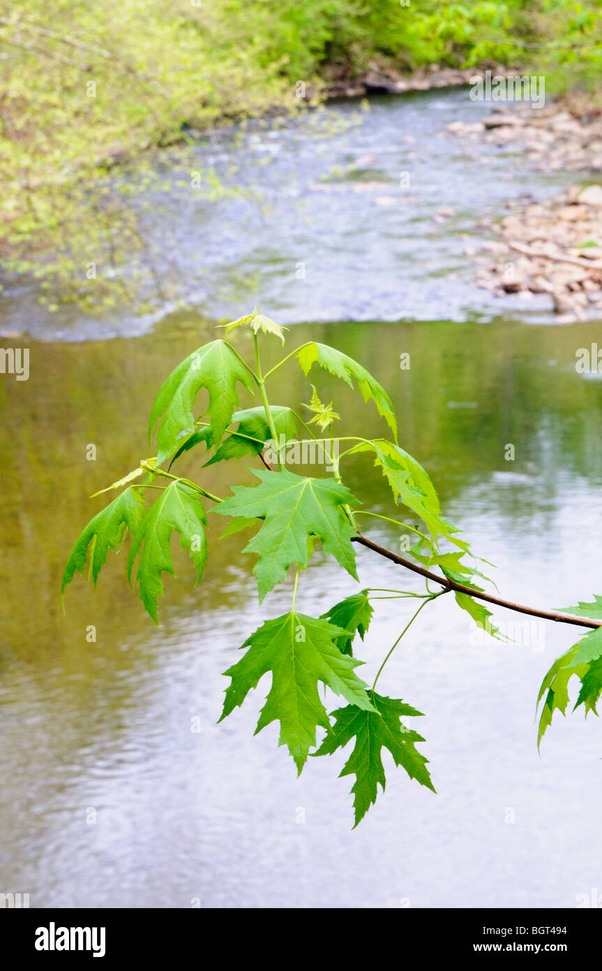 Tree Branch Over the Patapsco River, Maryland, USA Stock Photo - Alamy