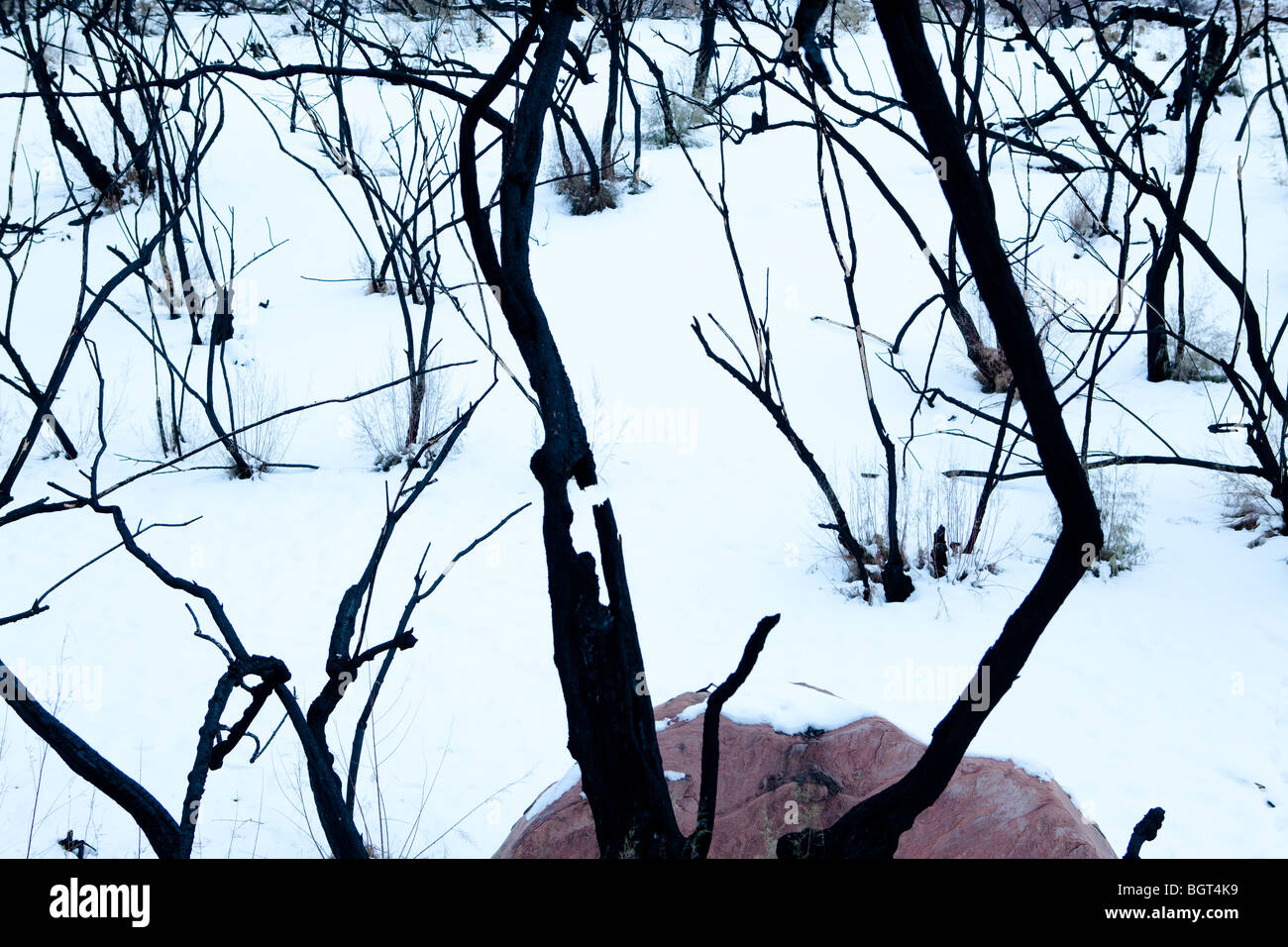 Burt trees hi-res stock photography and images - Alamy